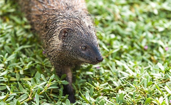 10 Animals Found In Jordan - WorldAtlas