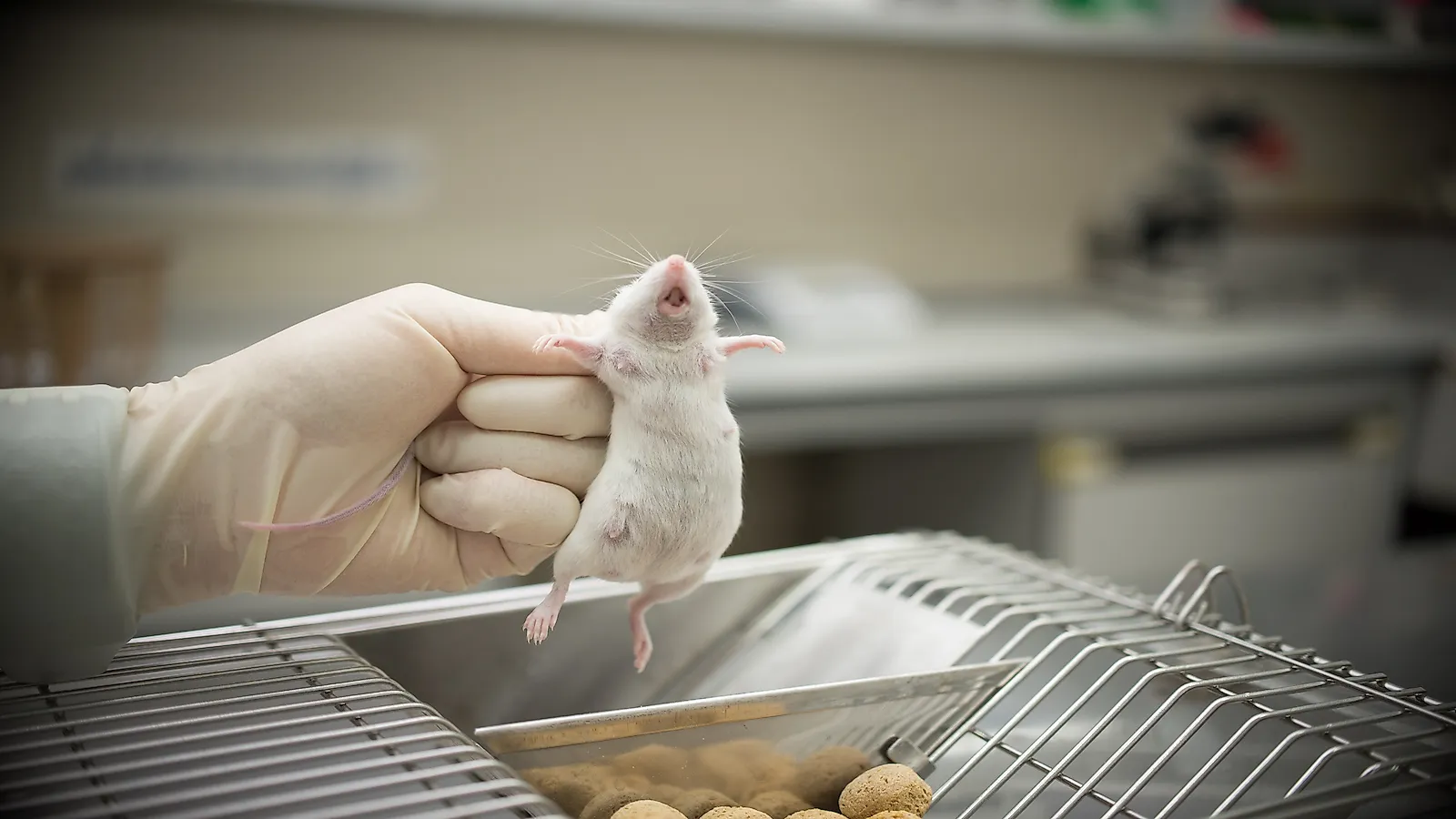 Countries Where Animal Testing Is Illegal WorldAtlas Countries Where Animal Testing Is Illegal WorldAtlas