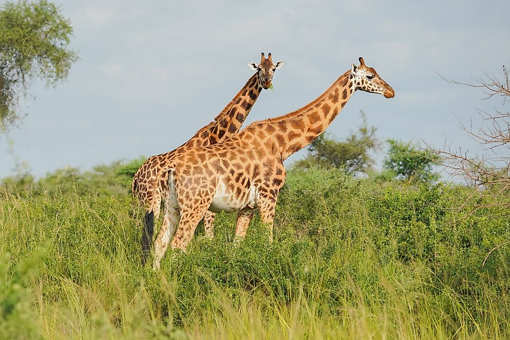 10 Massive Animals That You Can See In The Wild - WorldAtlas