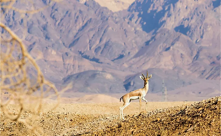 10 Animals Found In Jordan - WorldAtlas