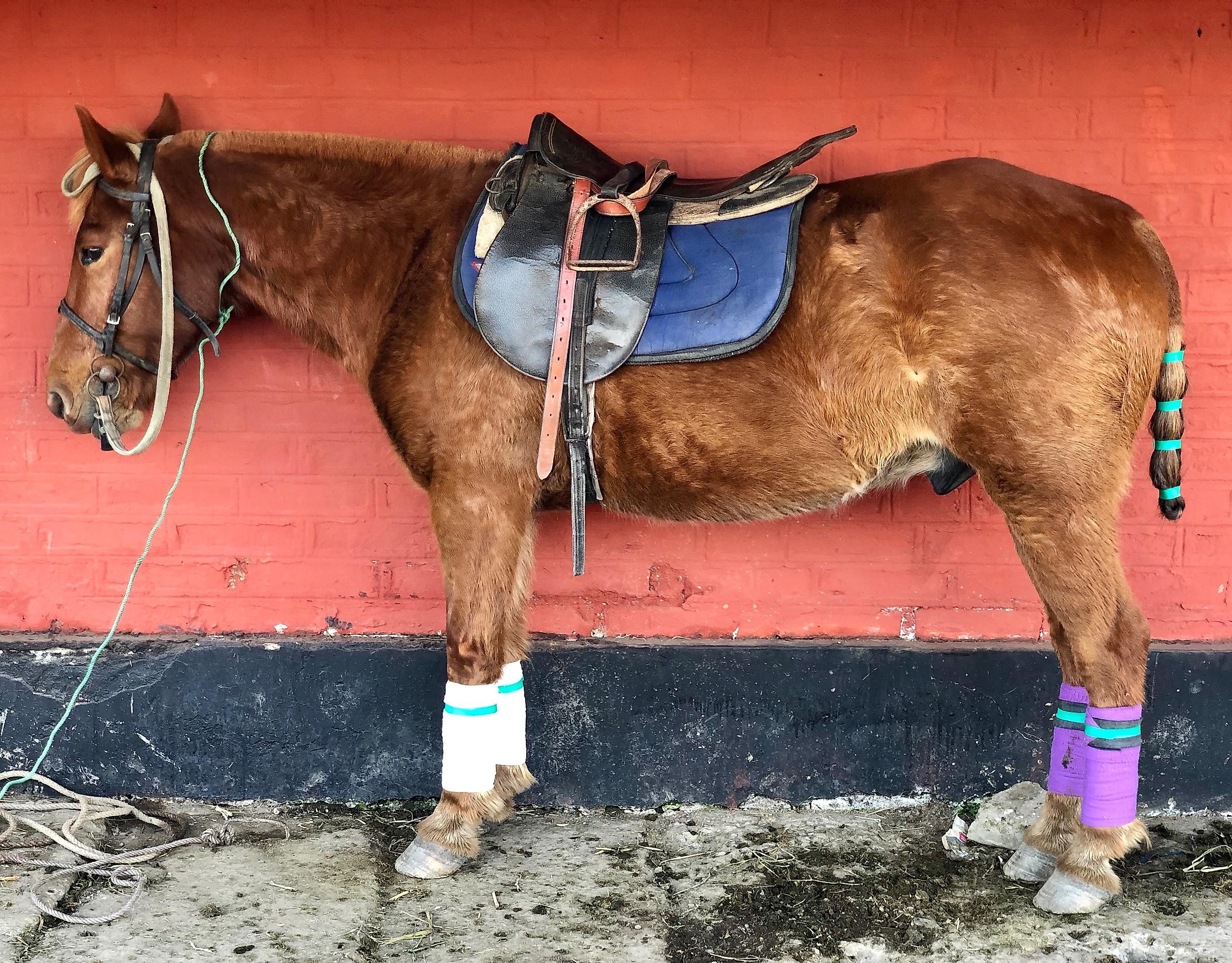 Exploring the World's Oldest Polo Ground - WorldAtlas