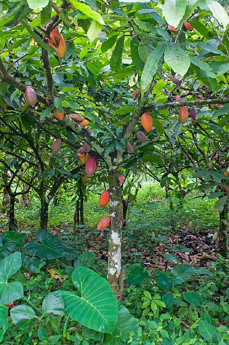 The Top Cocoa Producing Countries Worldatlas