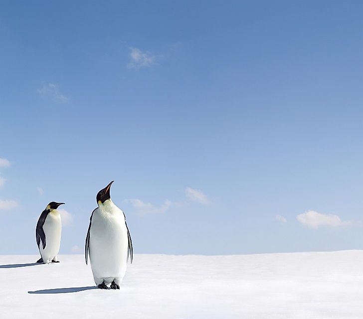 Flightless Penguins
