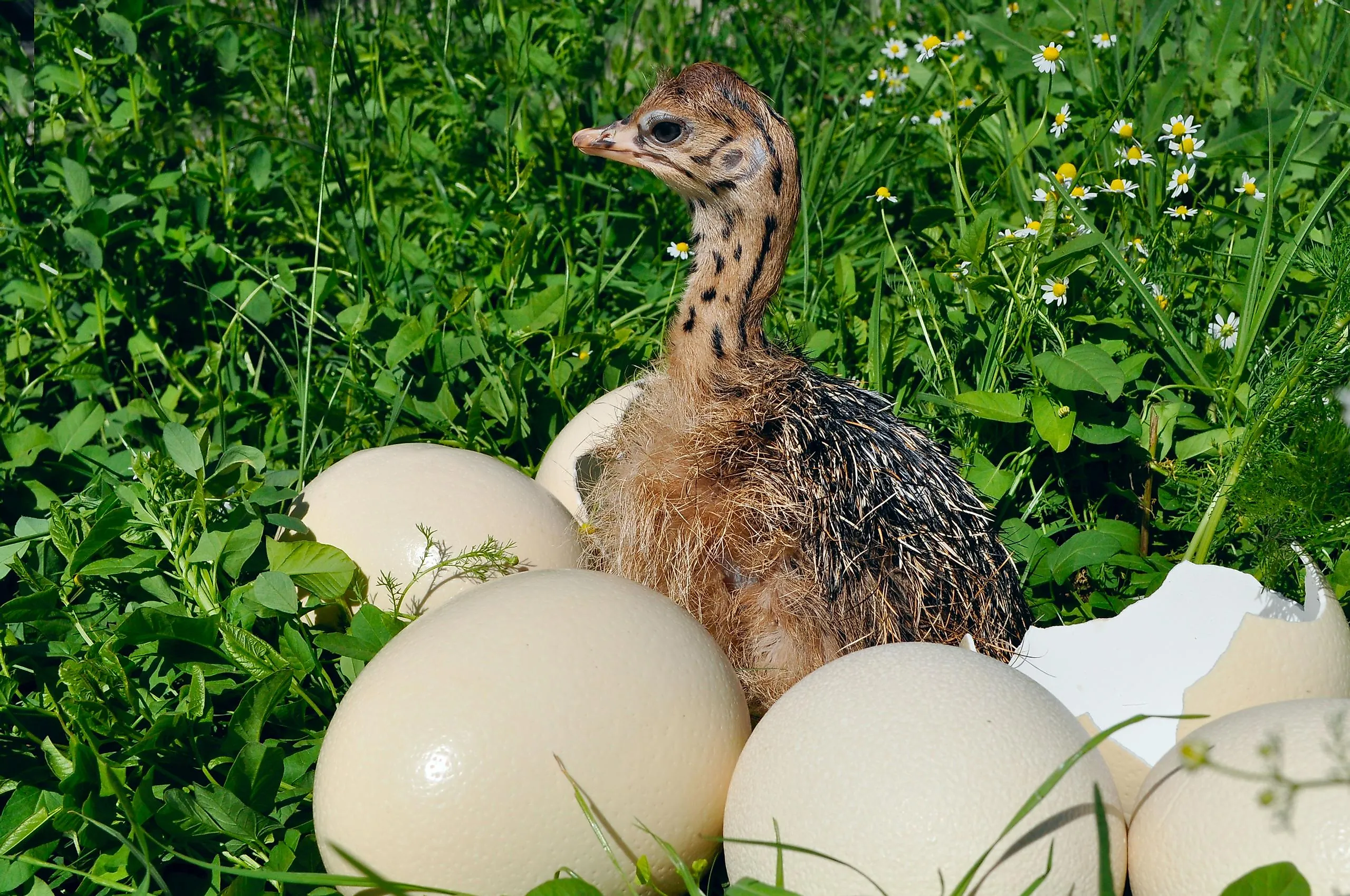 What Are Flightless Birds? - WorldAtlas