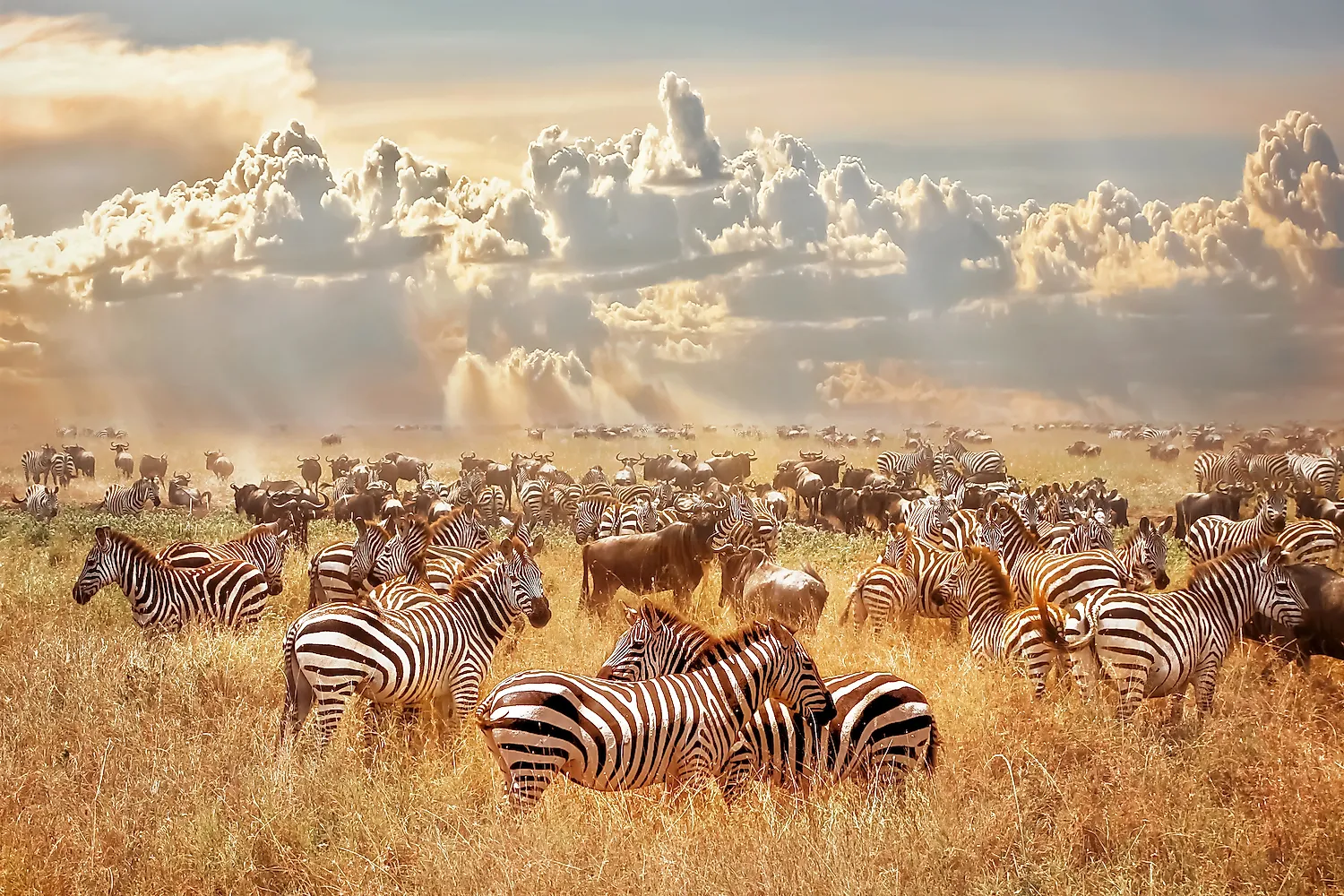 African Savanna Grasslands Animals