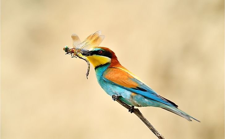 10 Animals That Are Insectivores - WorldAtlas