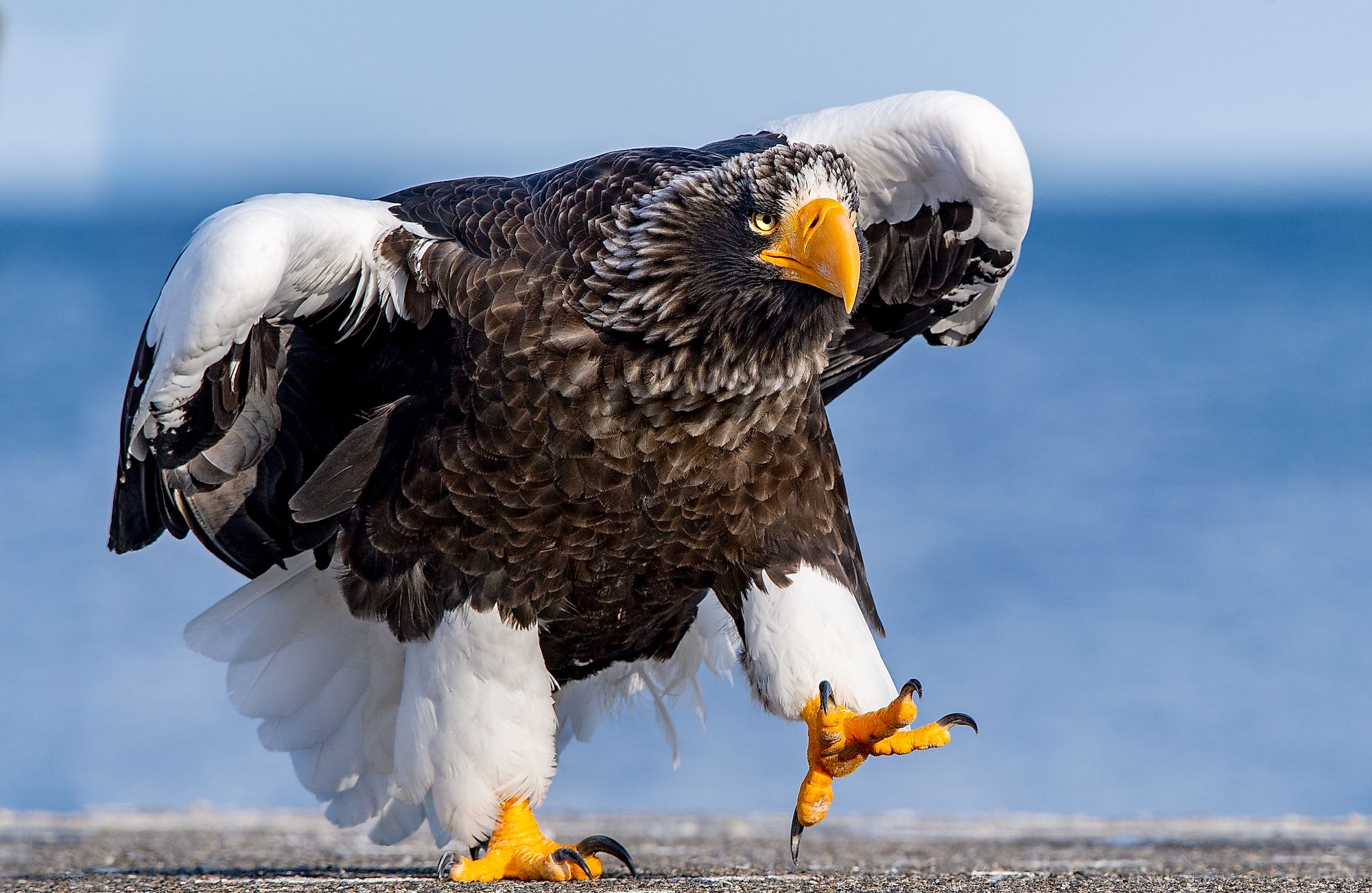 The World s Largest Eagles WorldAtlas The World s Largest Eagles WorldAtlas
