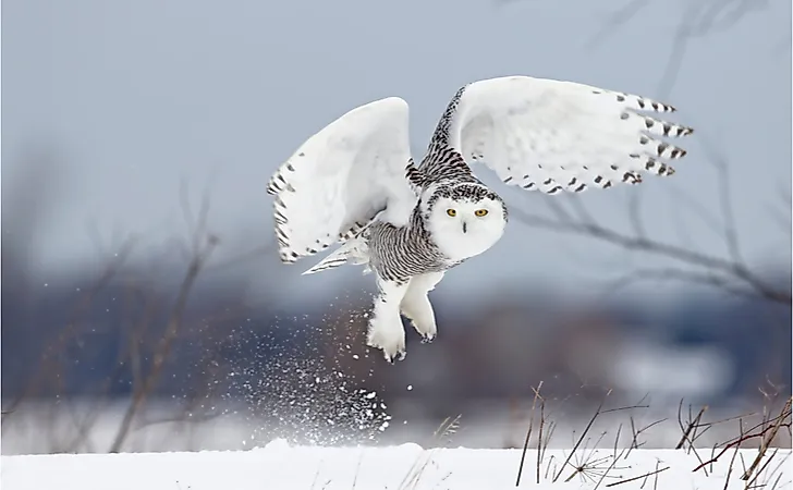 10 Animals Found In Greenland - WorldAtlas