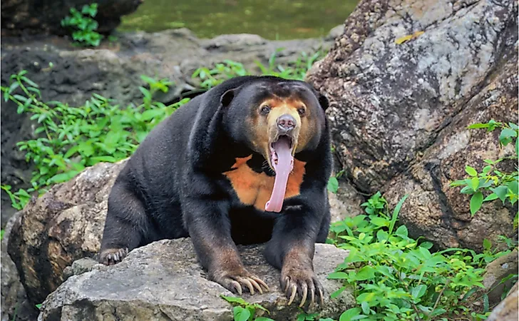 What Are The Differences Between The Sloth Bear, Asian Black Bear, And ...