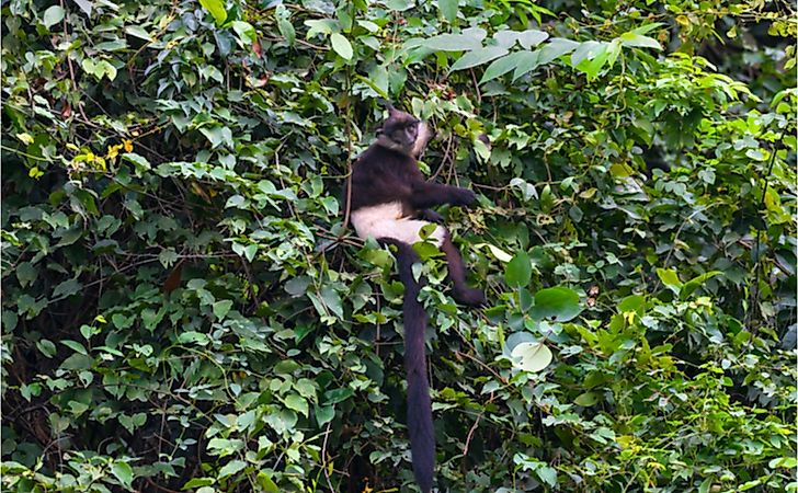 The 15 Species Of Critically Endangered Old World Monkeys - WorldAtlas