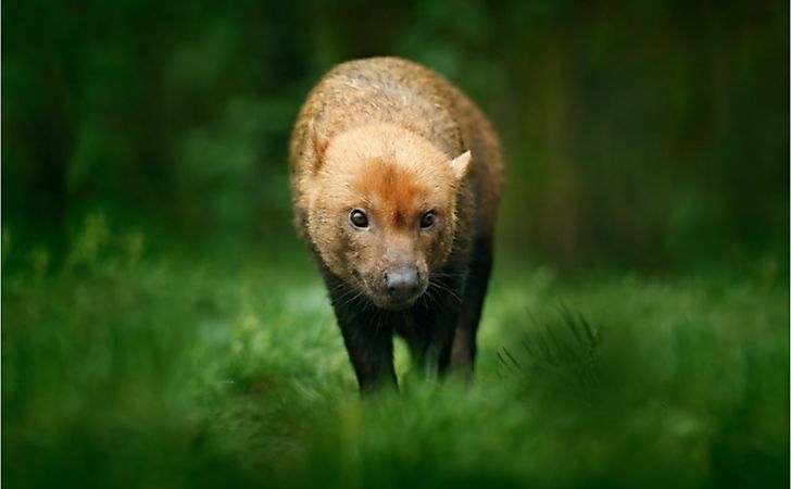 10 Animals Found In Paraguay - WorldAtlas