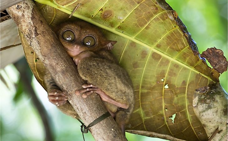 10 Animals That Are Insectivores - WorldAtlas