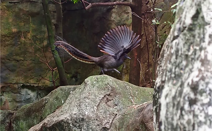 8 Animals That Exhibit Mimicry - WorldAtlas