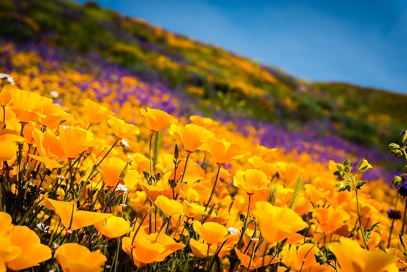 The Official Flowers In Each US State - WorldAtlas The Official Flowers In Each US State - WorldAtlas