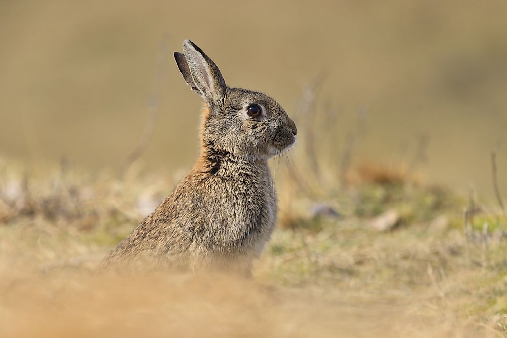 What is An Invasive Species? - WorldAtlas