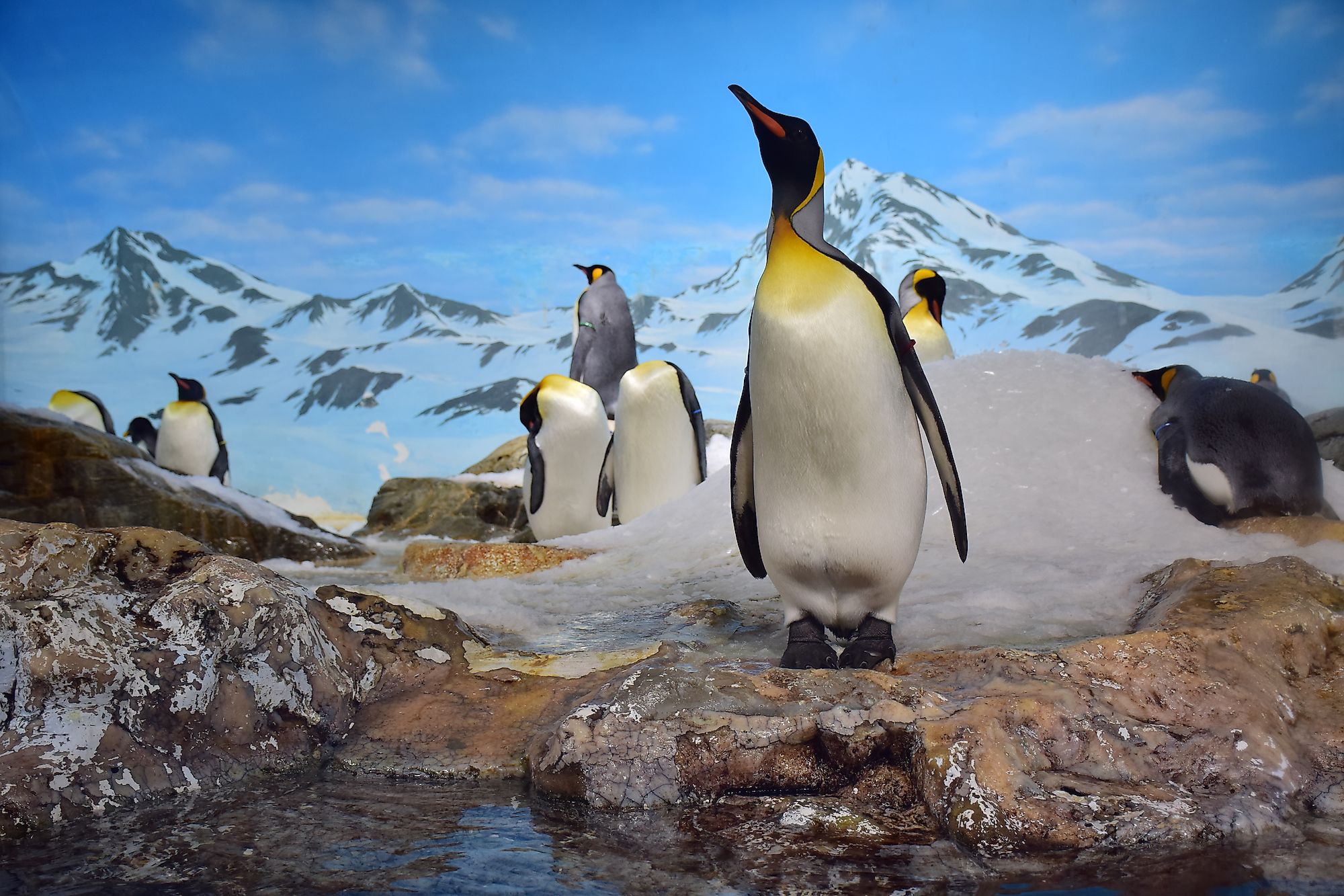 10 Animals That Live In Antarctica WorldAtlas 10 Animals That Live In Antarctica WorldAtlas