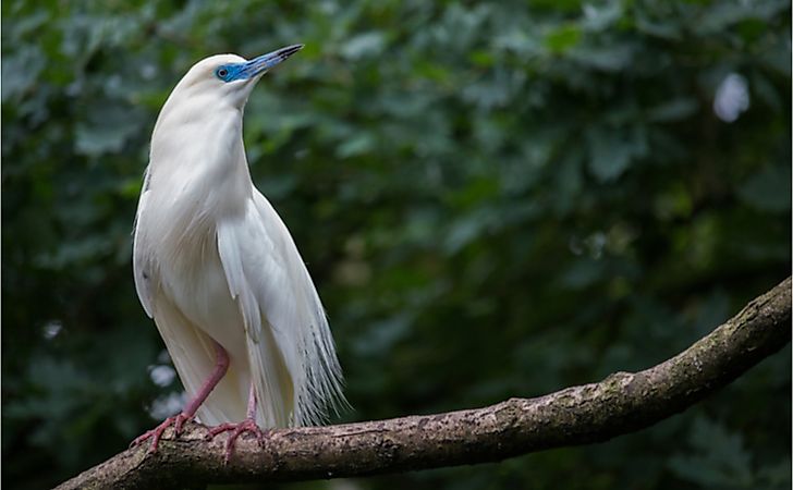 10 Animals Found In Malawi - WorldAtlas